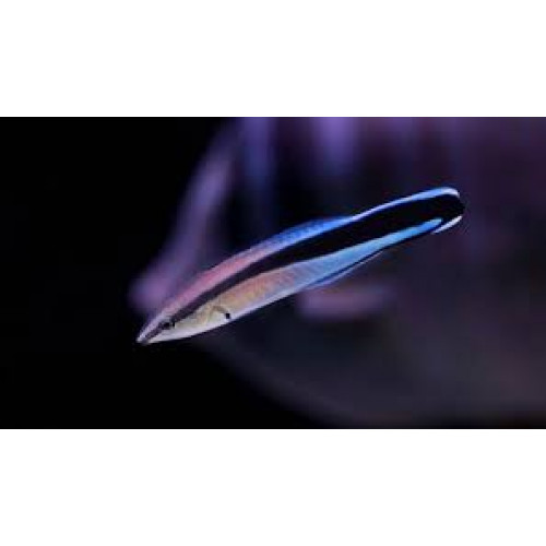 Губан-доктор обыкновенный, Димидиатус, Labroides dimidiatus